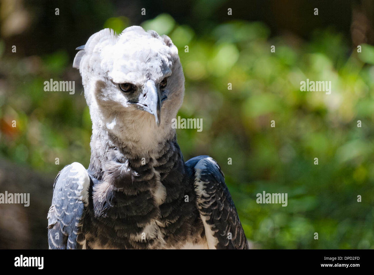Harpy eagle harpia harpyja immagini e fotografie stock ad alta ...