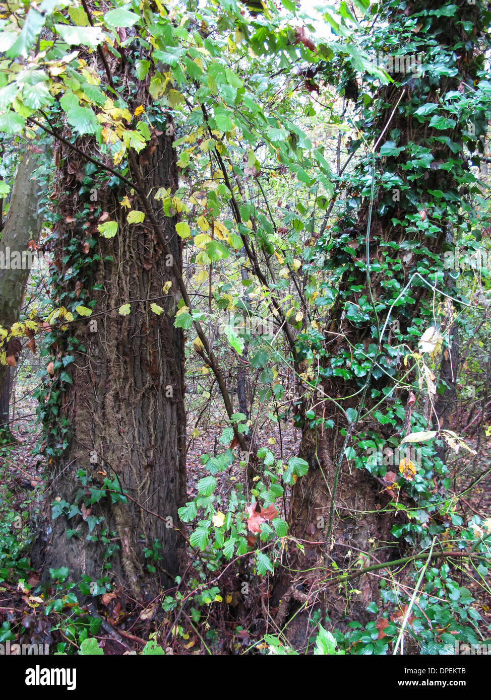 Parco del ticino immagini e fotografie stock ad alta risoluzione - Alamy