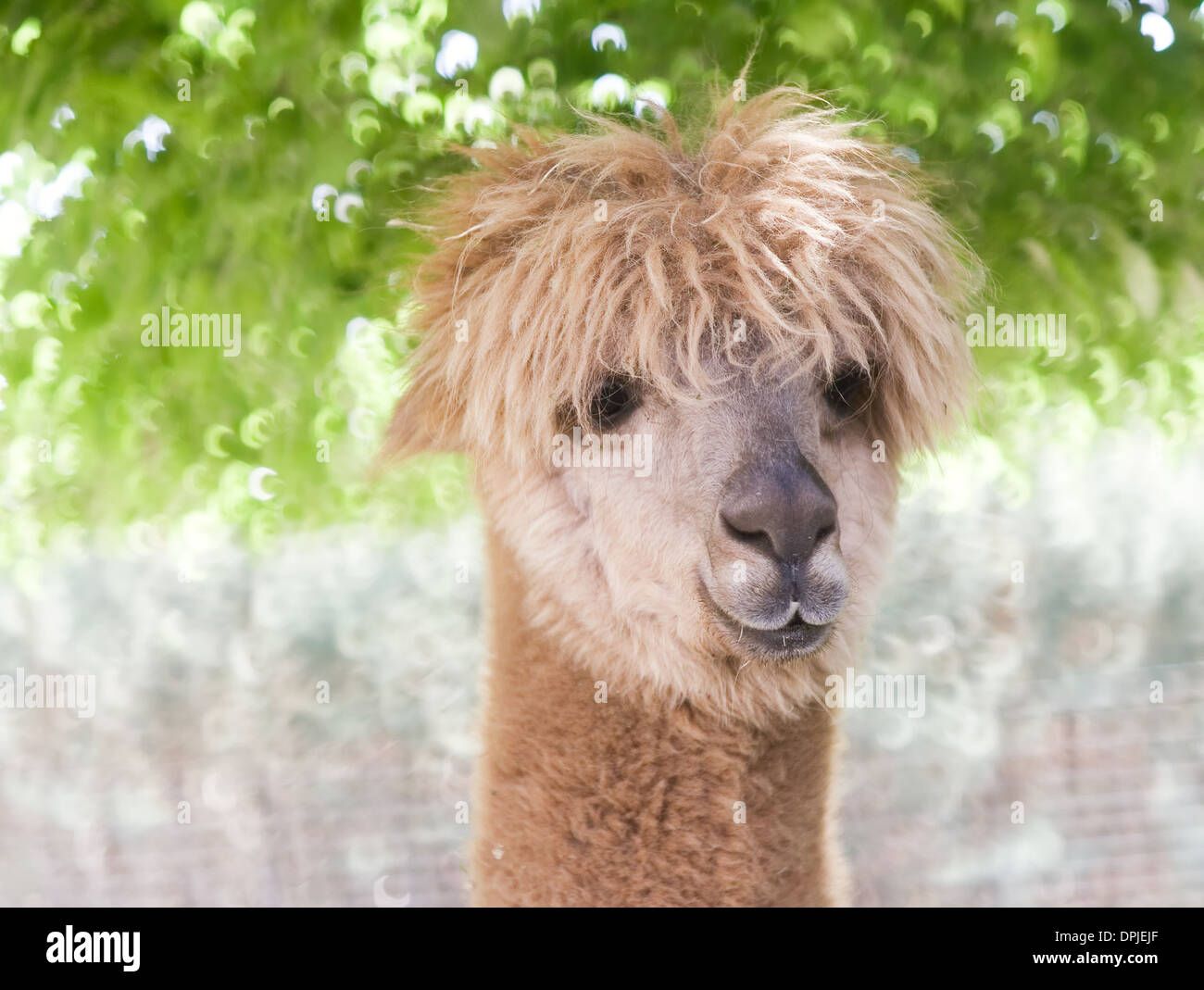 Filato di alpaca per bambini immagini e fotografie stock ad alta risoluzione - Alamy