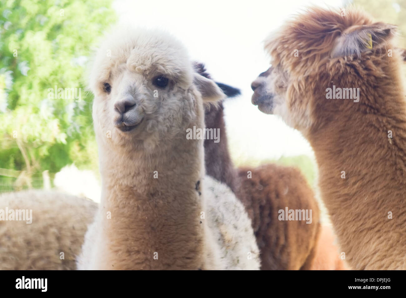 Filato di alpaca per bambini immagini e fotografie stock ad alta risoluzione - Alamy