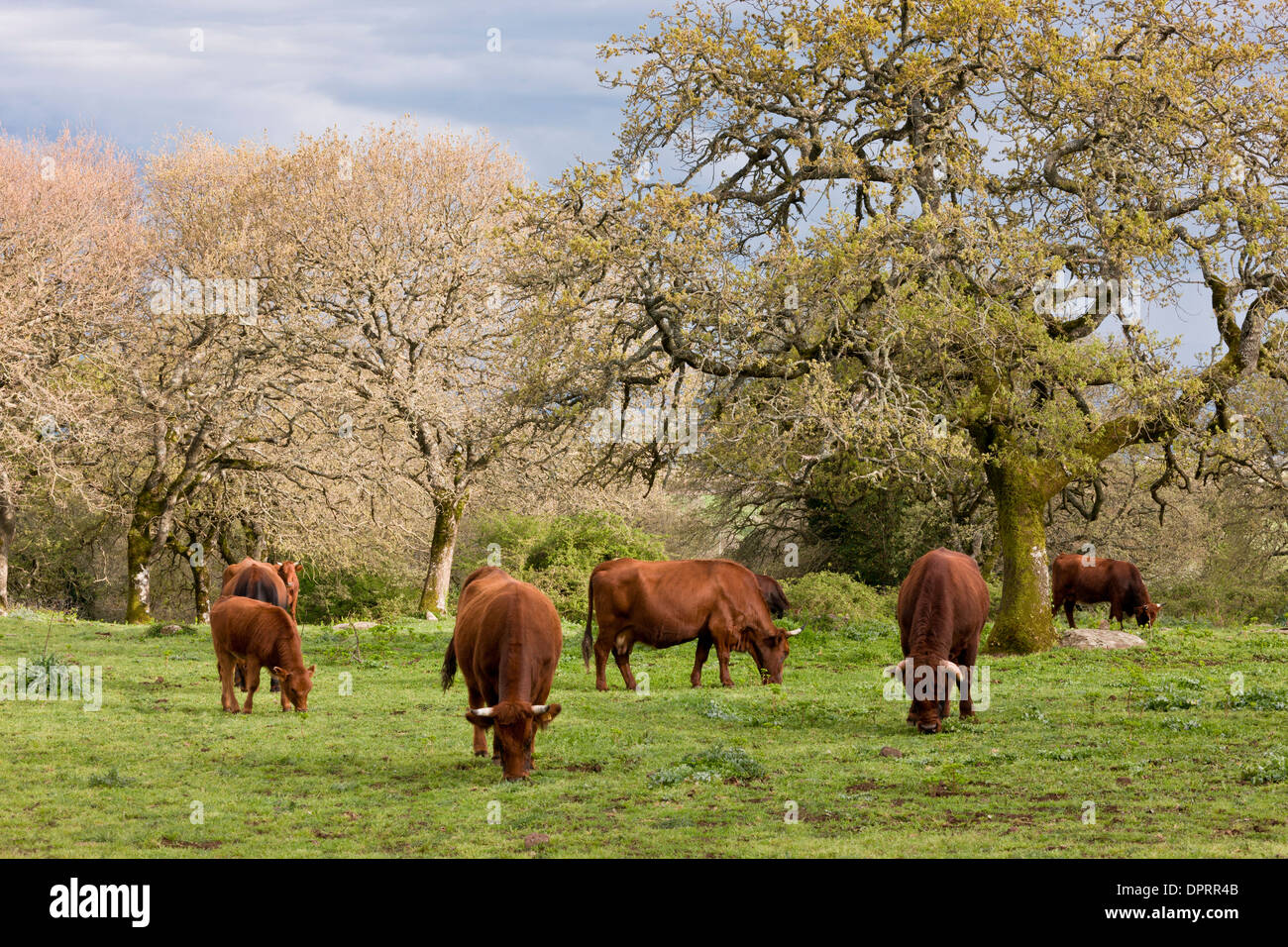 Pascolo sardo immagini e fotografie stock ad alta risoluzione - Alamy