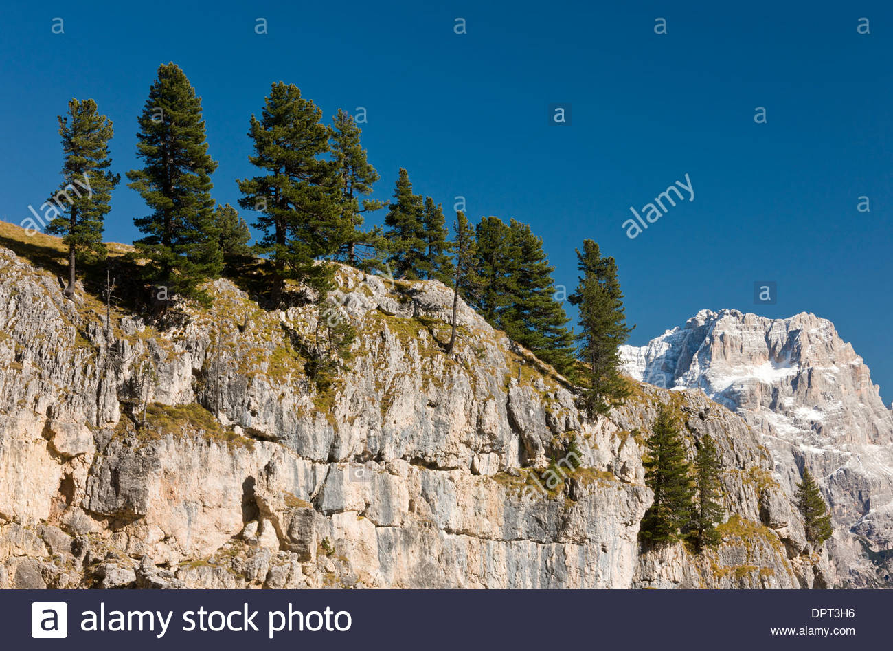 Pini montani svizzeri immagini e fotografie stock ad alta risoluzione ...