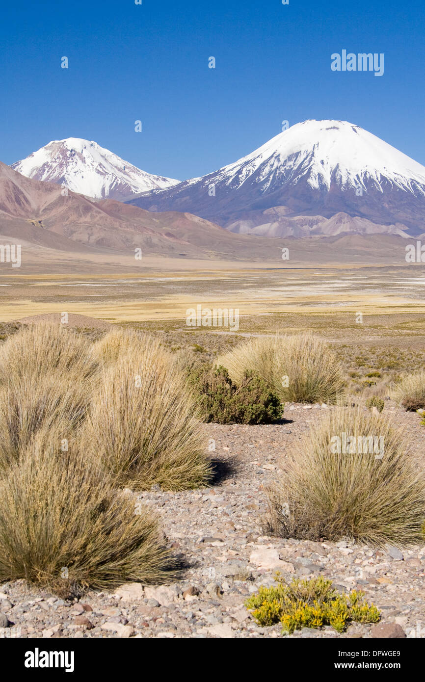 Lauca y immagini e fotografie stock ad alta risoluzione - Alamy