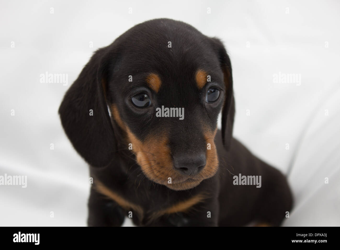 Cucciolo di bassotto miniatura immagini e fotografie stock ad alta ...