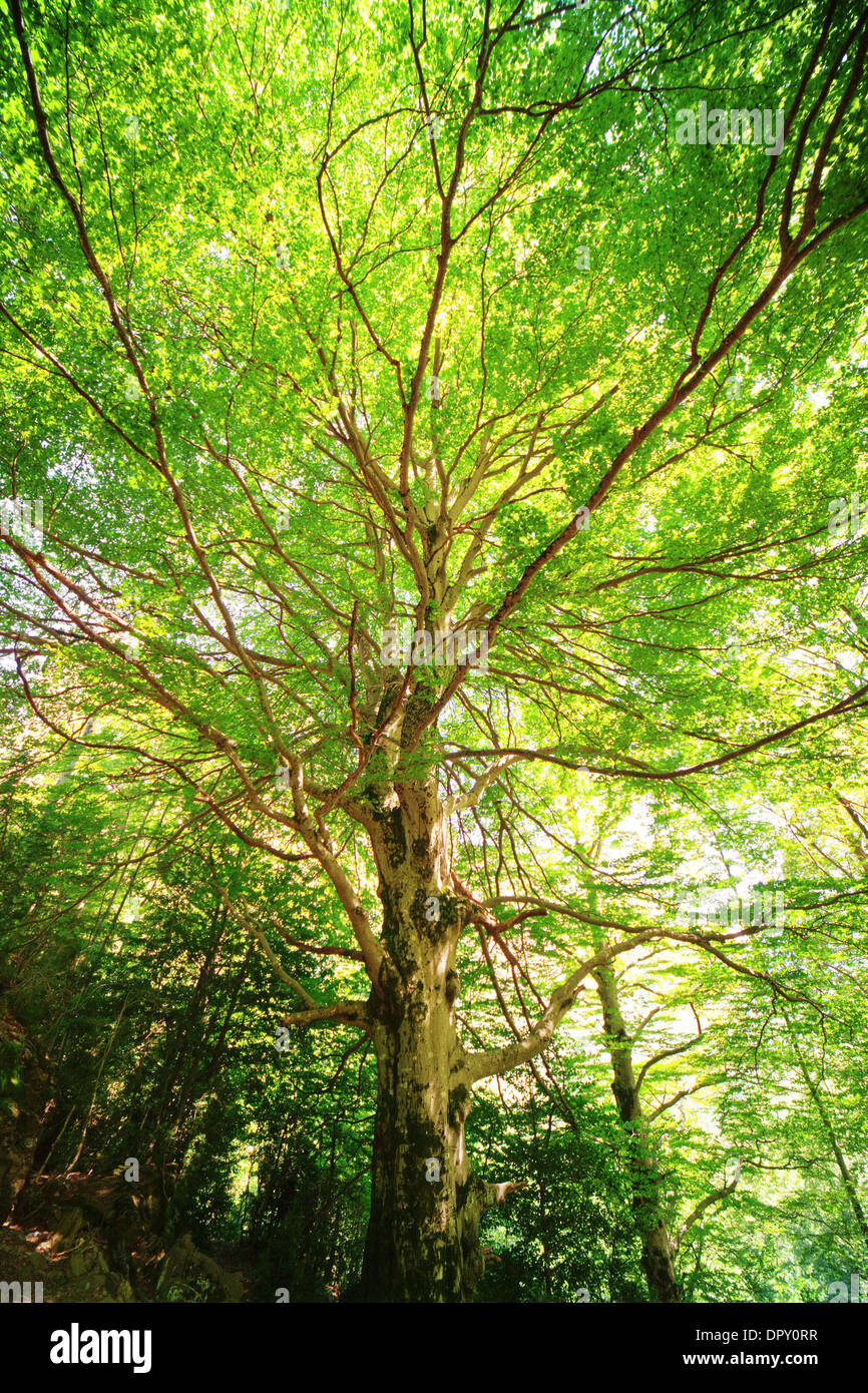 Albero dalle foglie larghe immagini e fotografie stock ad alta ...