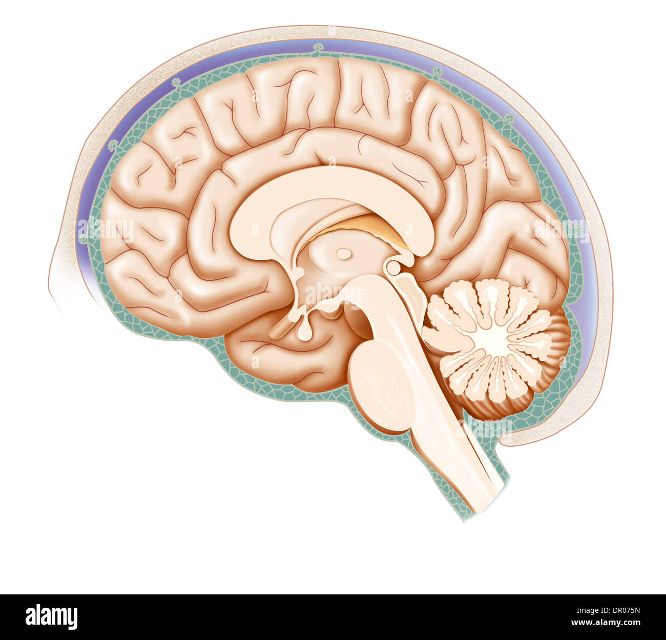 Disegno del cervello e del midollo spinale immagini e fotografie stock ...