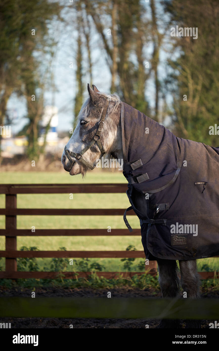 Testa di cavallo profilo immagini e fotografie stock ad alta ...