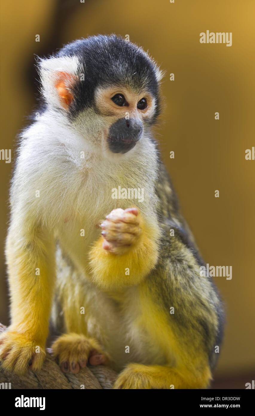 Testa di morte scimmia immagini e fotografie stock ad alta risoluzione ...