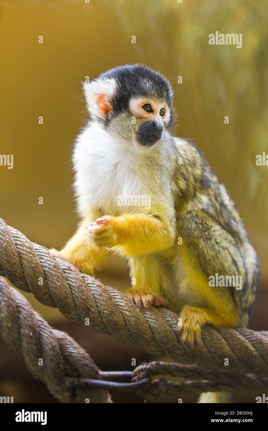 Mammifero scimmia animale scimmia immagini e fotografie stock ad alta ...