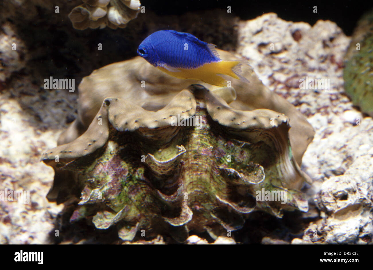 Tridacnidae sp immagini e fotografie stock ad alta risoluzione - Alamy