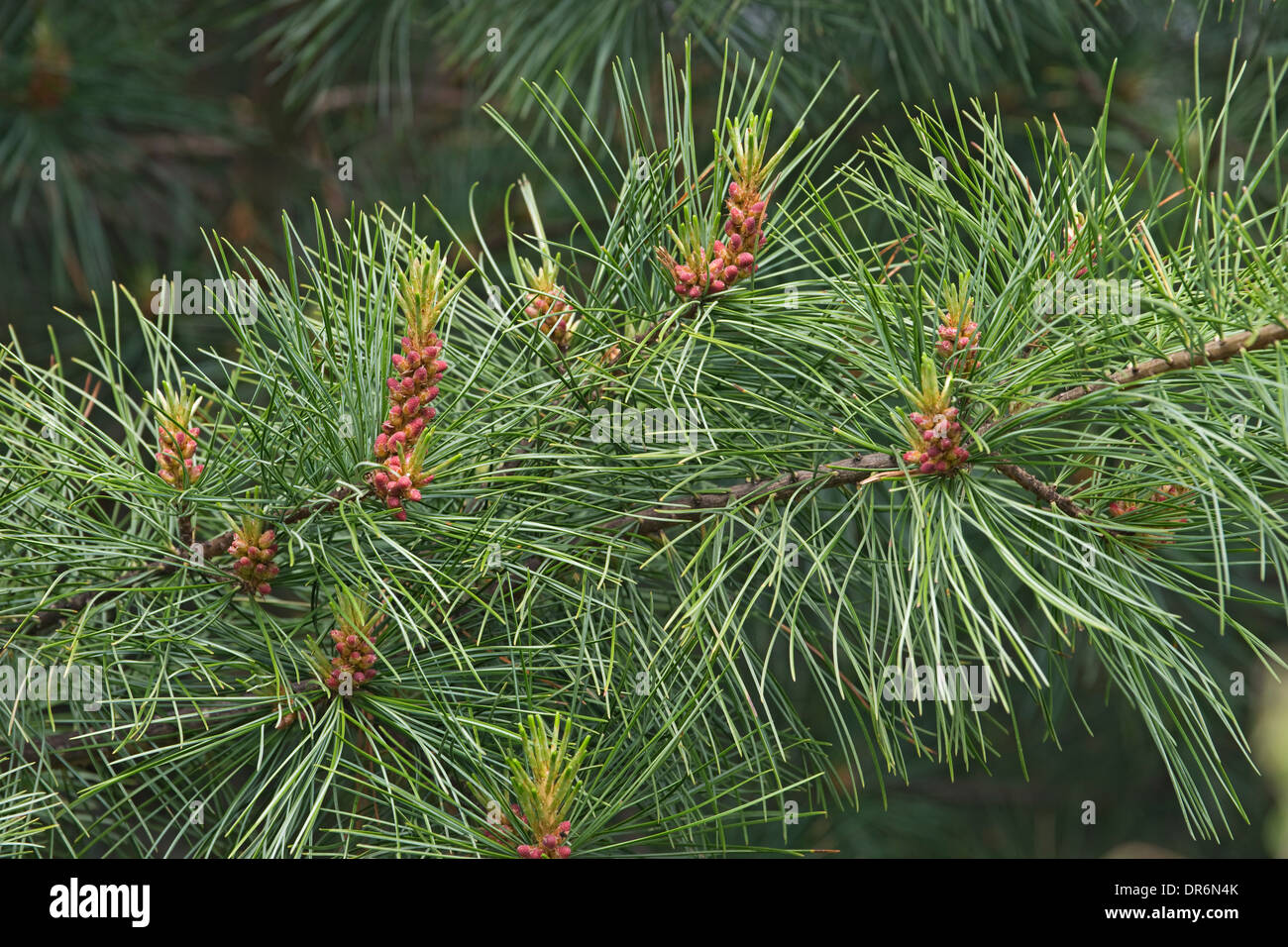 Pino pinus koraiensis coreano immagini e fotografie stock ad alta ...