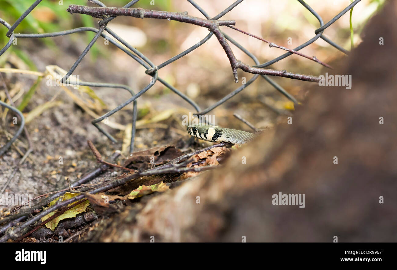Testa di serpente dietro immagini e fotografie stock ad alta ...