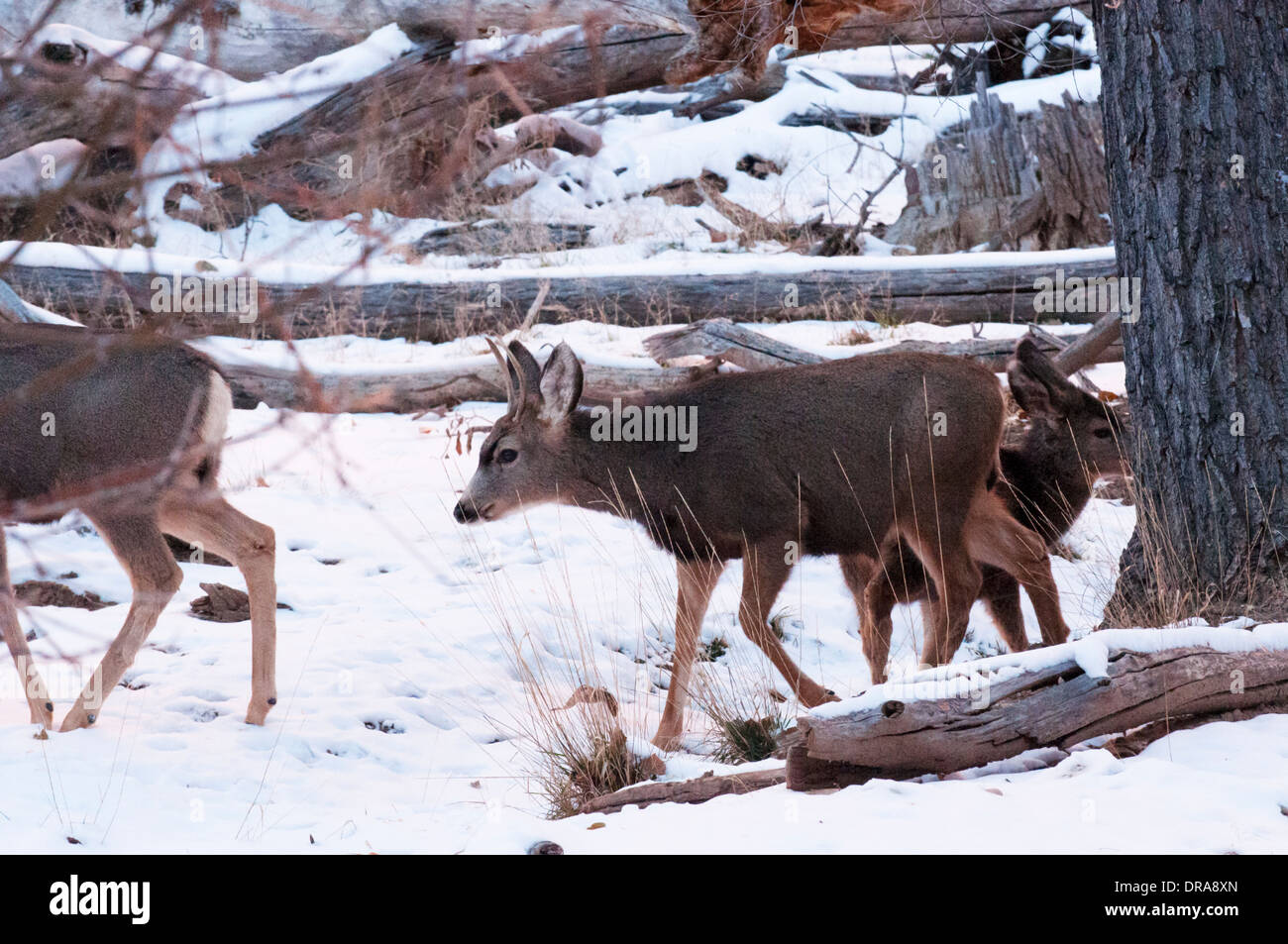 Cervo mulo nel parco immagini e fotografie stock ad alta risoluzione ...