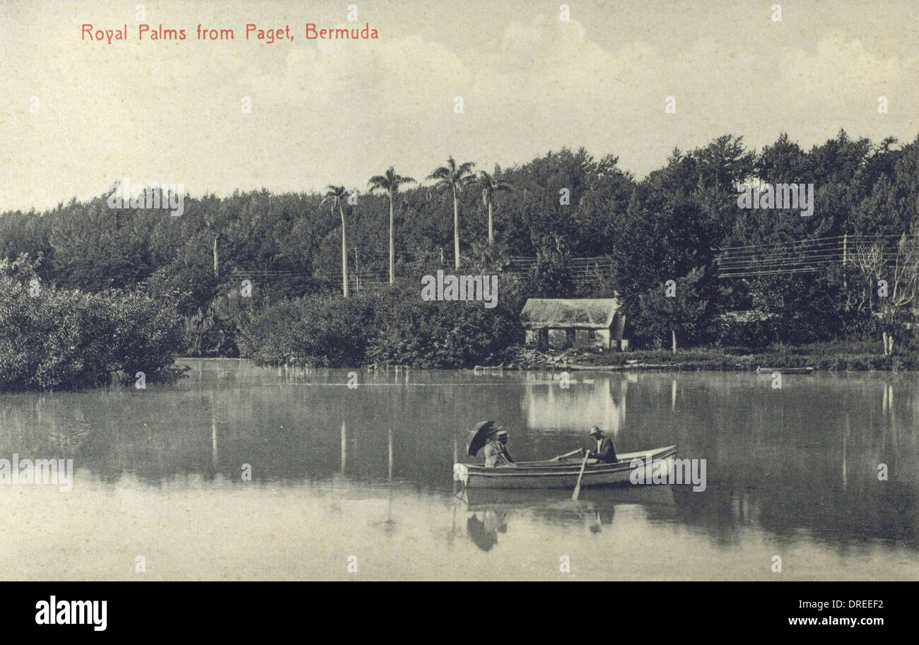 Paget bermuda immagini e fotografie stock ad alta risoluzione - Alamy
