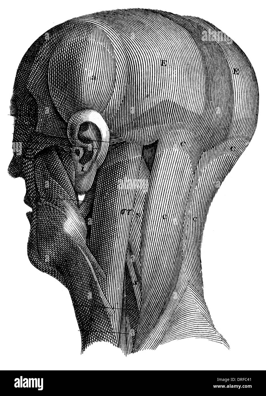 Vecchia testa anatomica antica immagini e fotografie stock ad alta ...