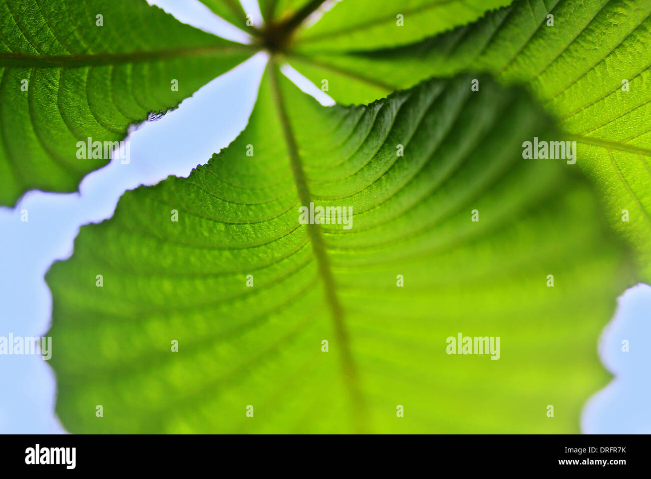 Logo foglia verde fresco immagini e fotografie stock ad alta ...
