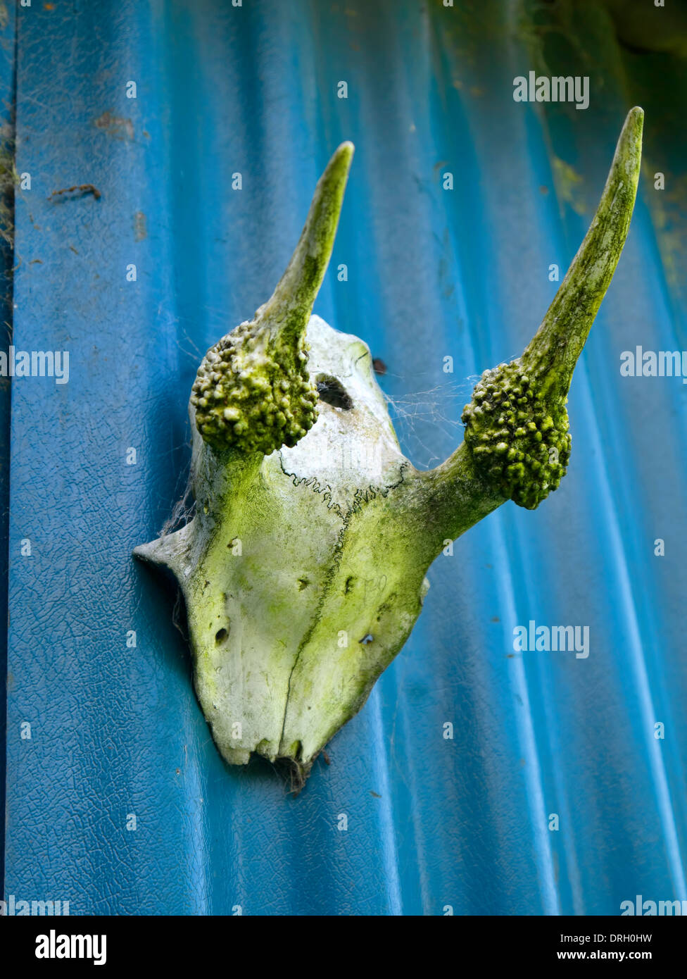 Animali di anatomia immagini e fotografie stock ad alta risoluzione - Alamy