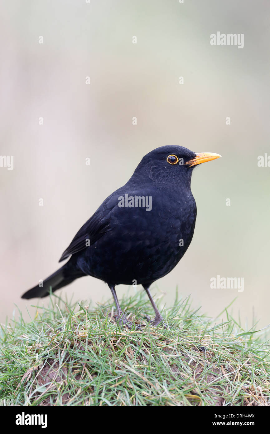Terreno merlo immagini e fotografie stock ad alta risoluzione - Alamy
