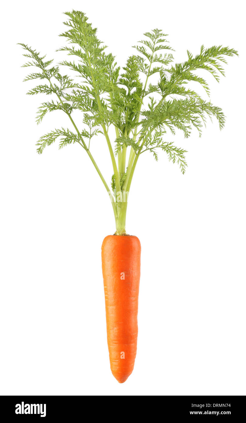 Carota apiaceae immagini e fotografie stock ad alta risoluzione - Alamy