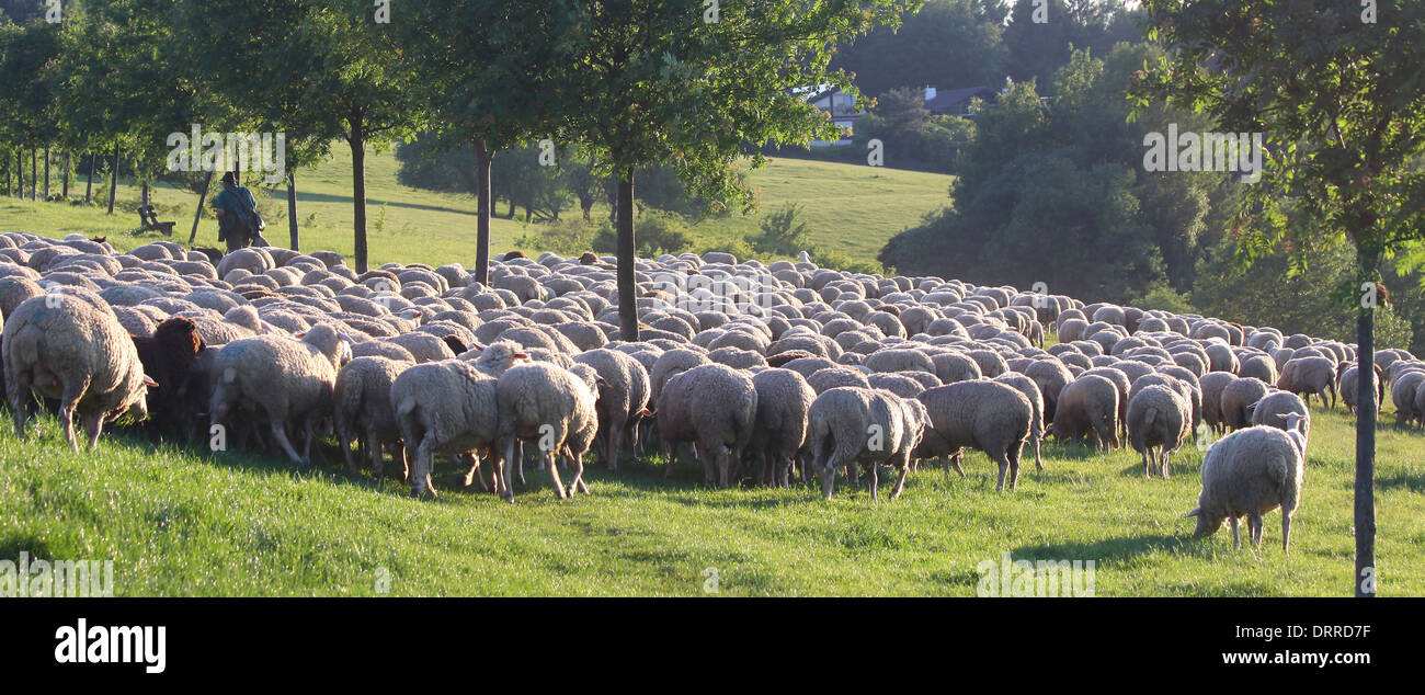Pastore con gregge di pecore domestiche immagini e fotografie stock ad ...
