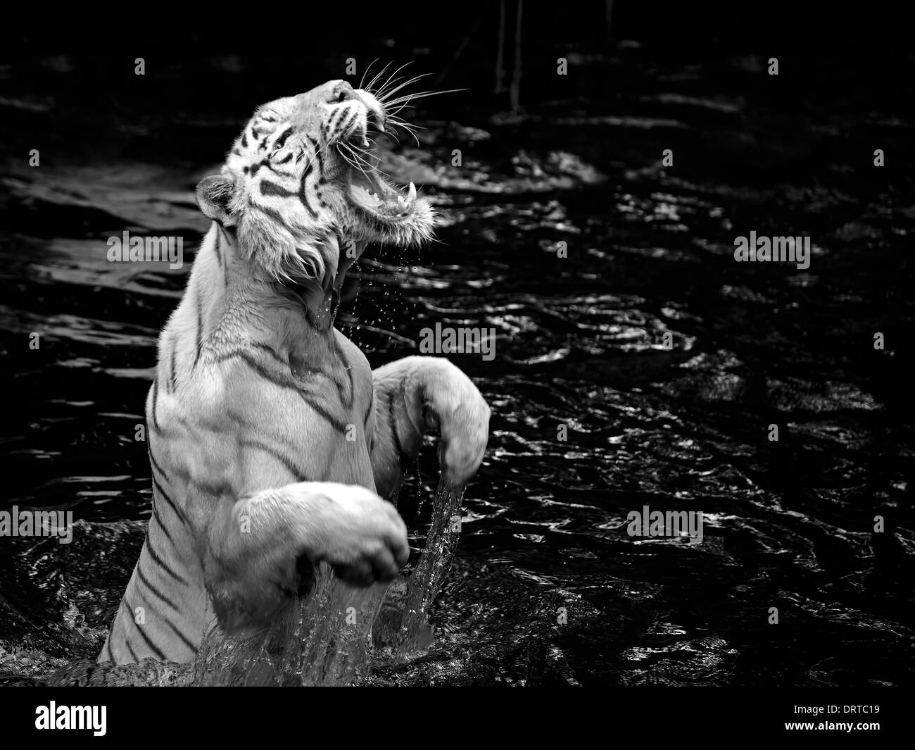 Faccia di tigre che ruggisce immagini e fotografie stock ad alta ...