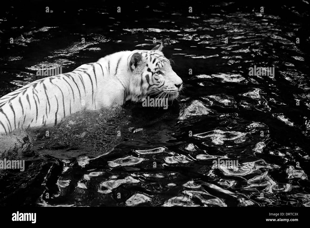Faccia di tigre Foto e Immagini Stock in Bianco e Nero - Alamy