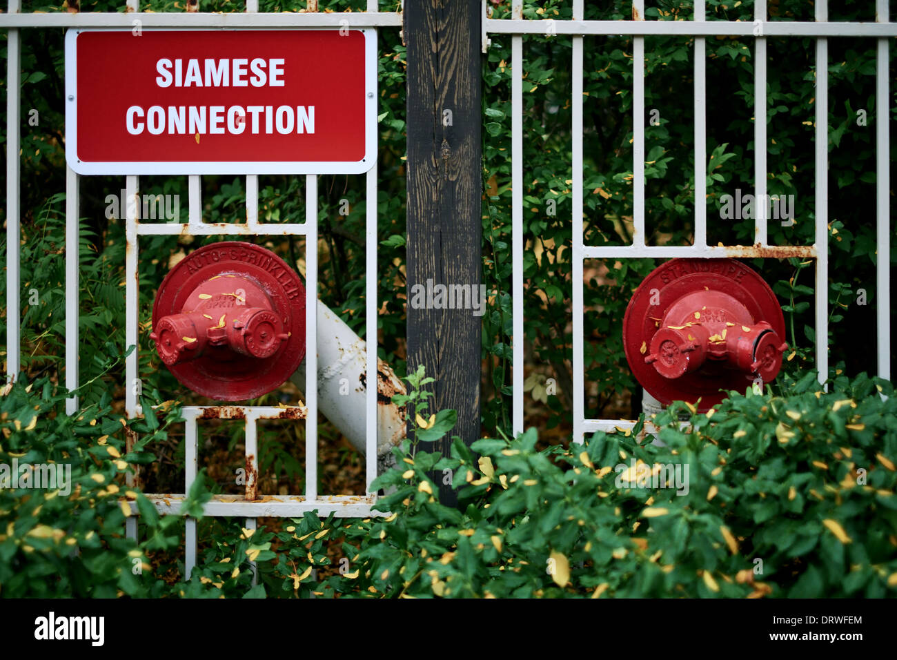 Siamese connection immagini e fotografie stock ad alta risoluzione - Alamy