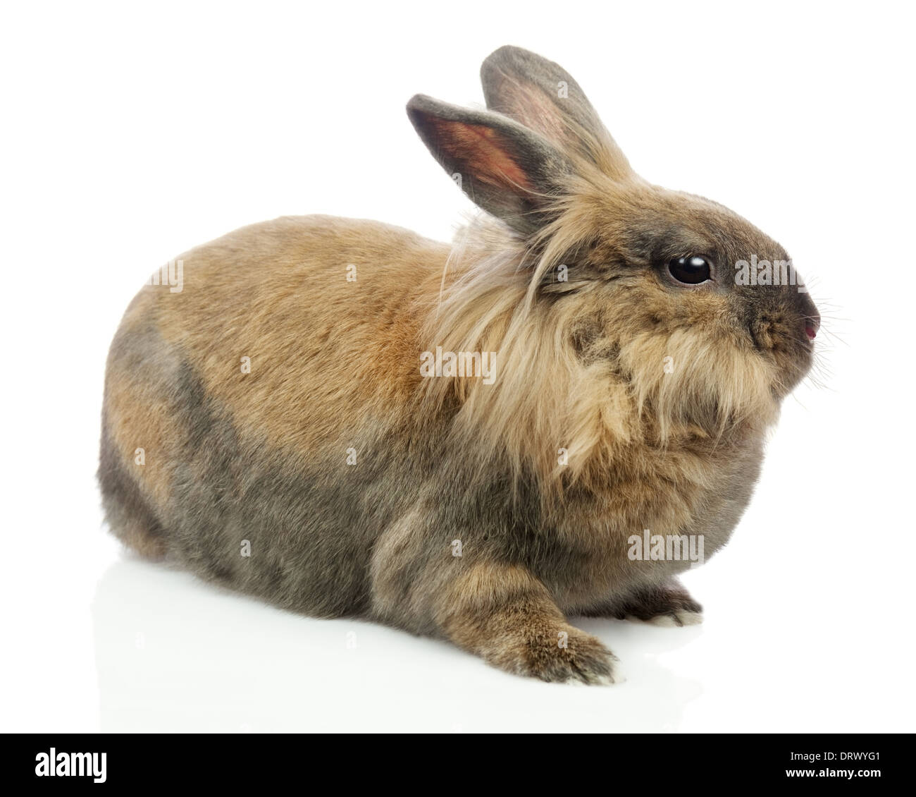 Animales con pelo para colorear Immagini senza sfondo e Foto Stock ...