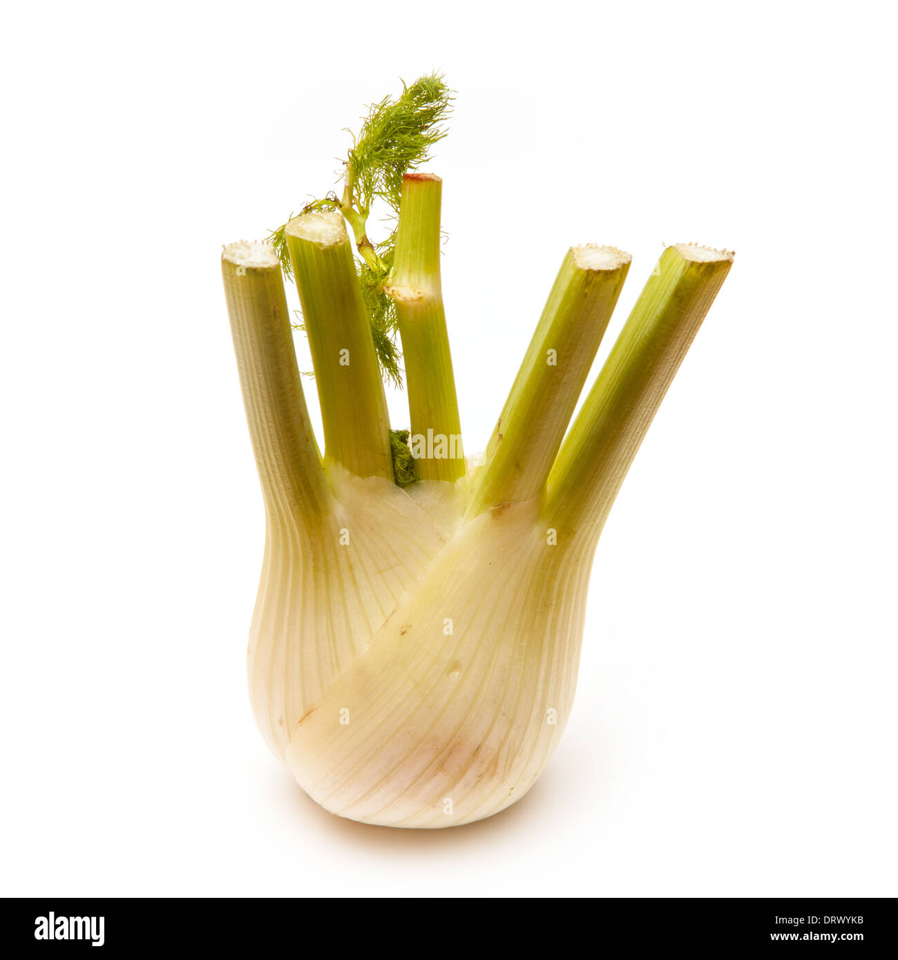 Finocchio crudo immagini e fotografie stock ad alta risoluzione - Alamy