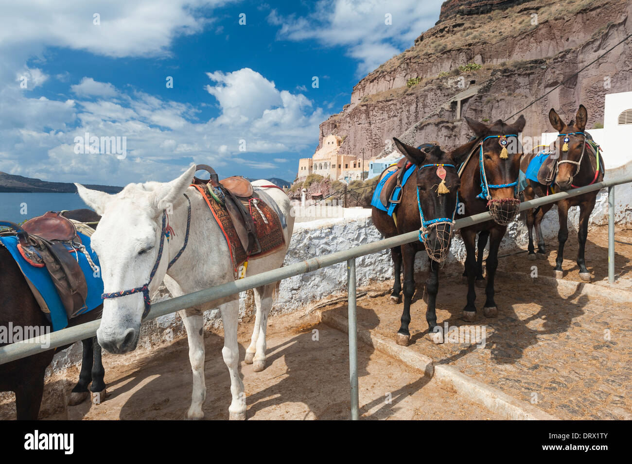 Famosi asini immagini e fotografie stock ad alta risoluzione - Alamy