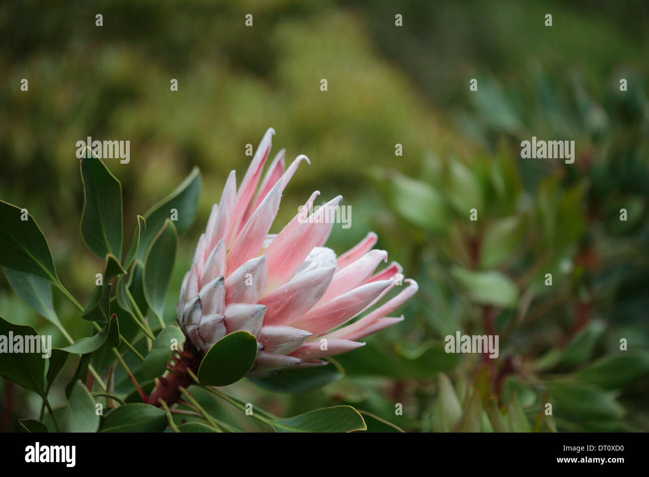 King protea flower immagini e fotografie stock ad alta risoluzione - Alamy