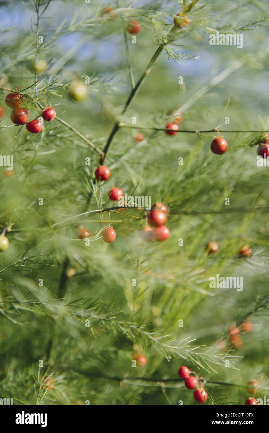 Pianta di asparagi officinalis immagini e fotografie stock ad alta ...