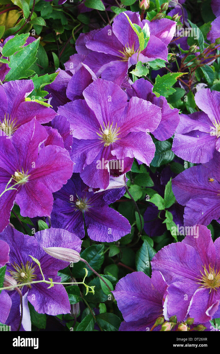 Viola fiori immagini e fotografie stock ad alta risoluzione - Alamy