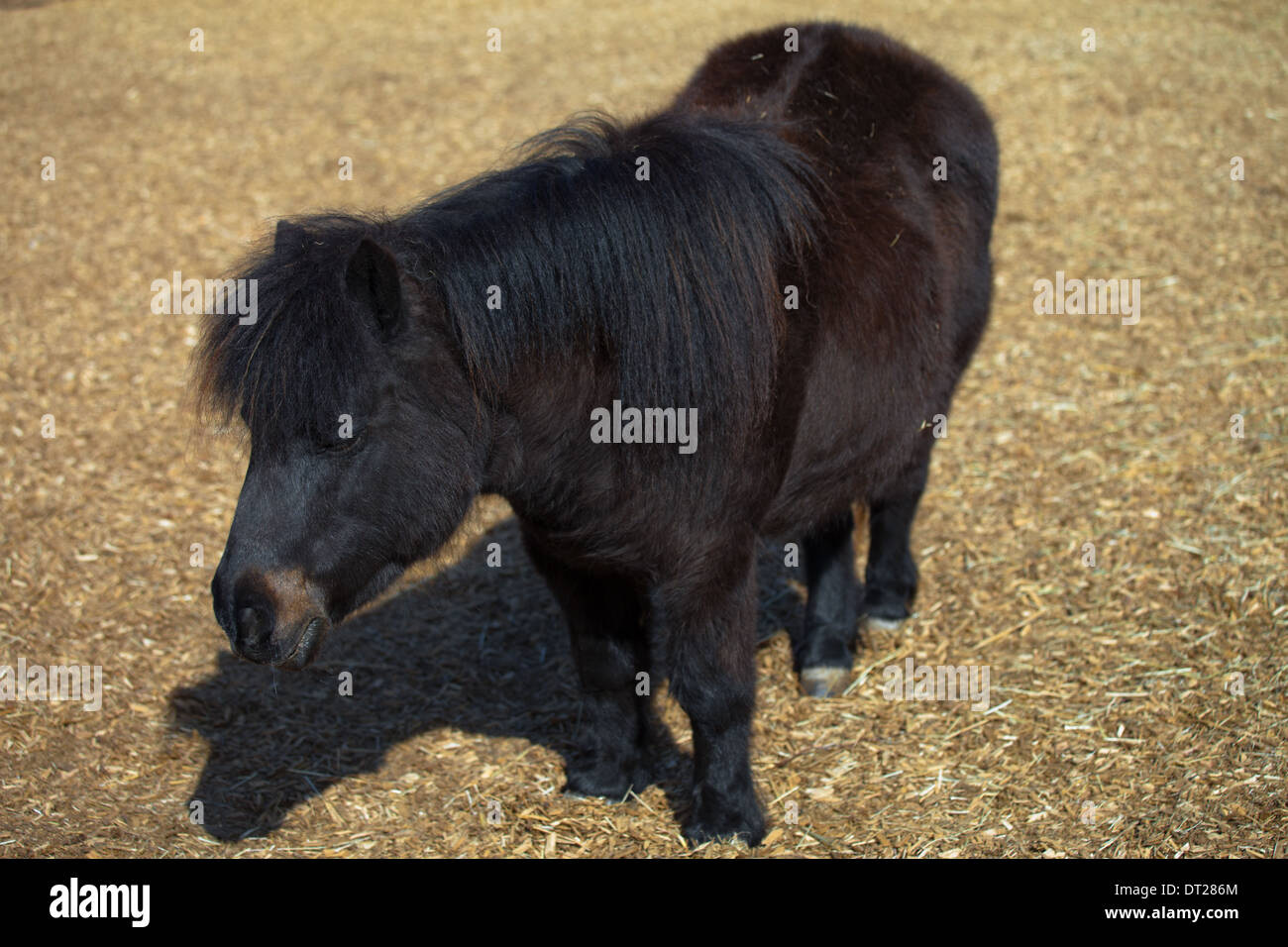 Piccolo marrone scuro pony in piedi in un paddock Foto stock - Alamy