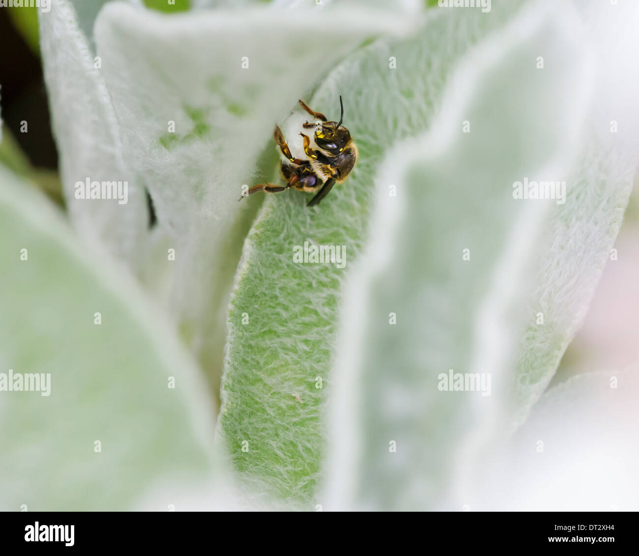 Nido Segnato Immagini e Fotos Stock - Alamy