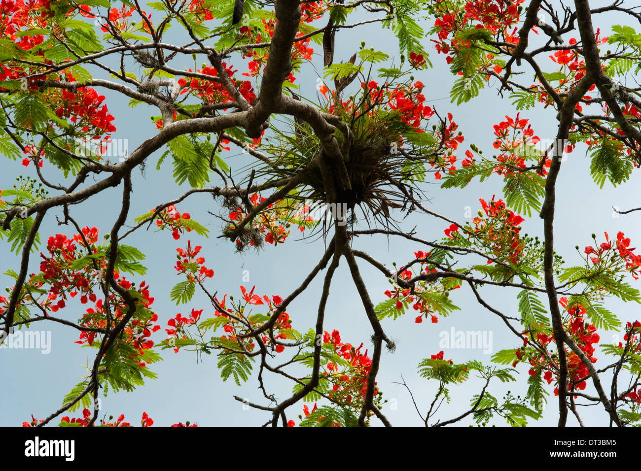 Albero della foresta pluviale immagini e fotografie stock ad alta ...