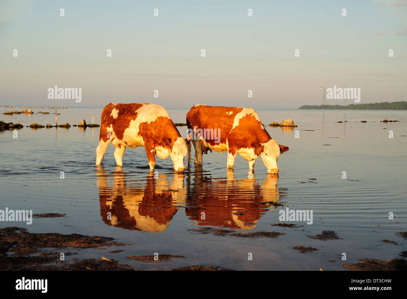 Mucche colorate immagini e fotografie stock ad alta risoluzione - Alamy