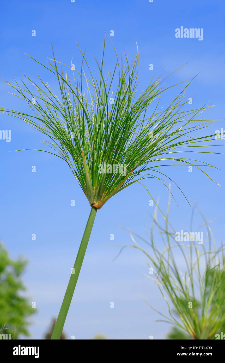 Piante di piante di papiro immagini e fotografie stock ad alta ...