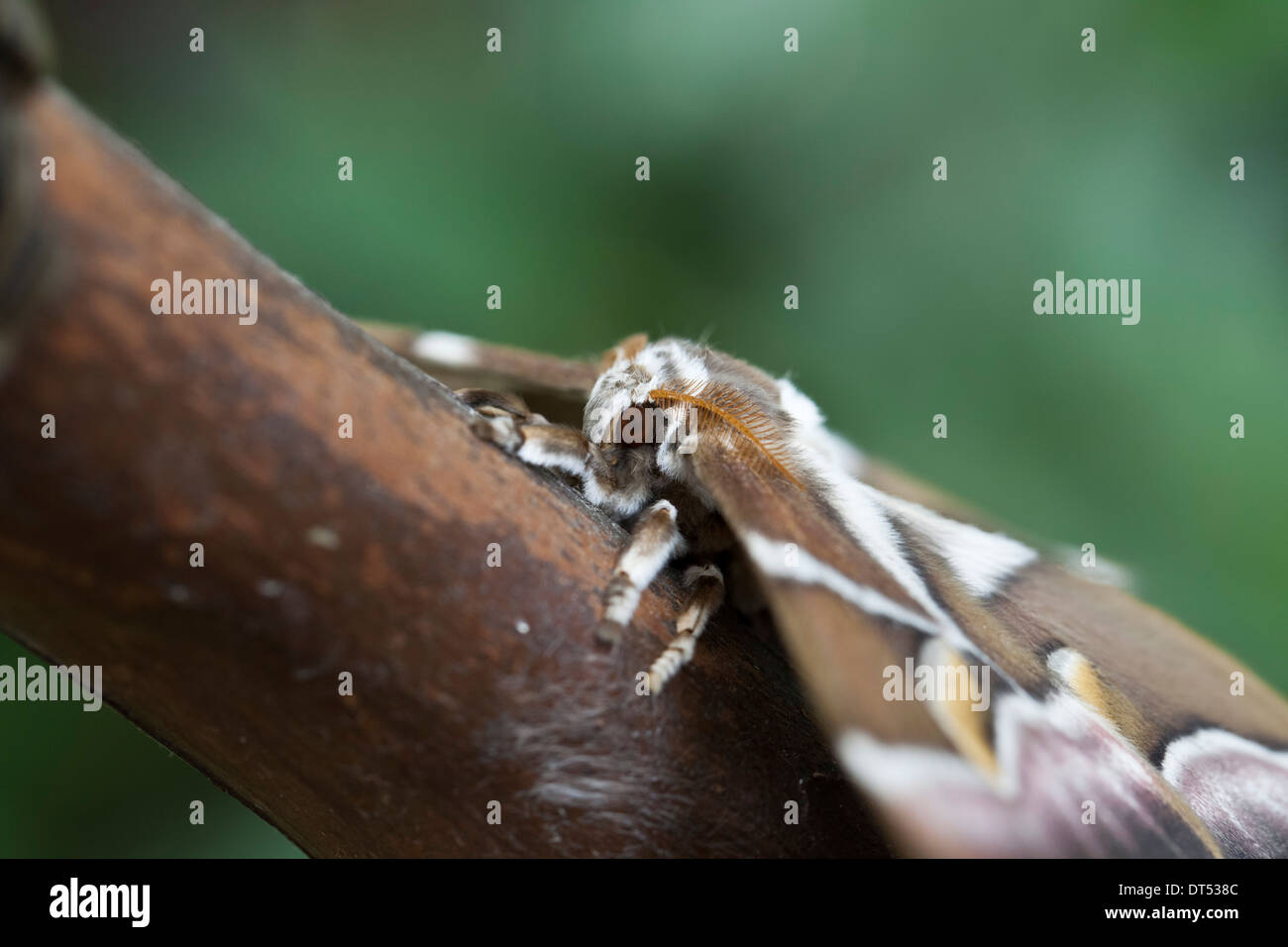 Falena gigante immagini e fotografie stock ad alta risoluzione - Alamy