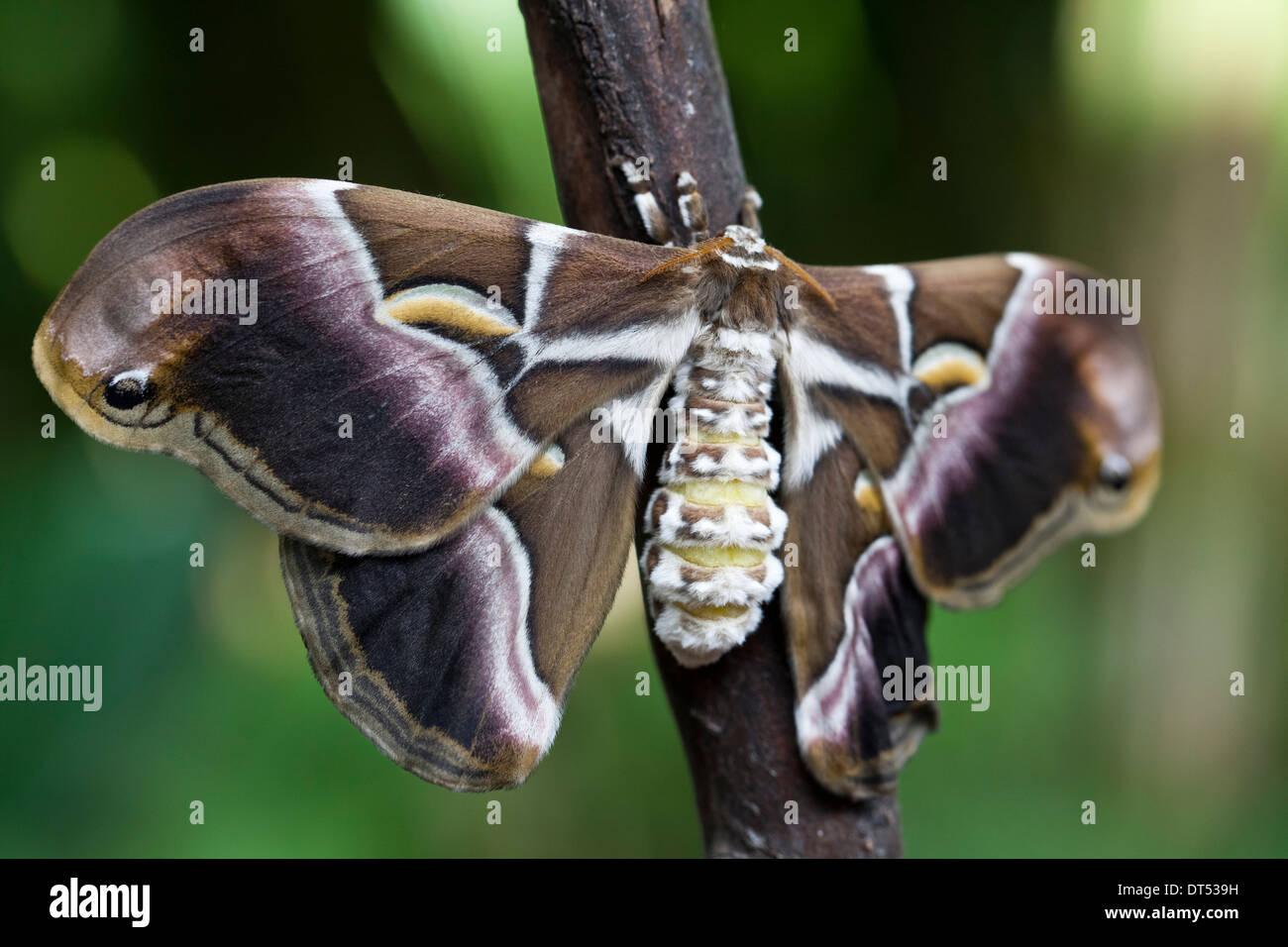 Falena gigante immagini e fotografie stock ad alta risoluzione - Alamy