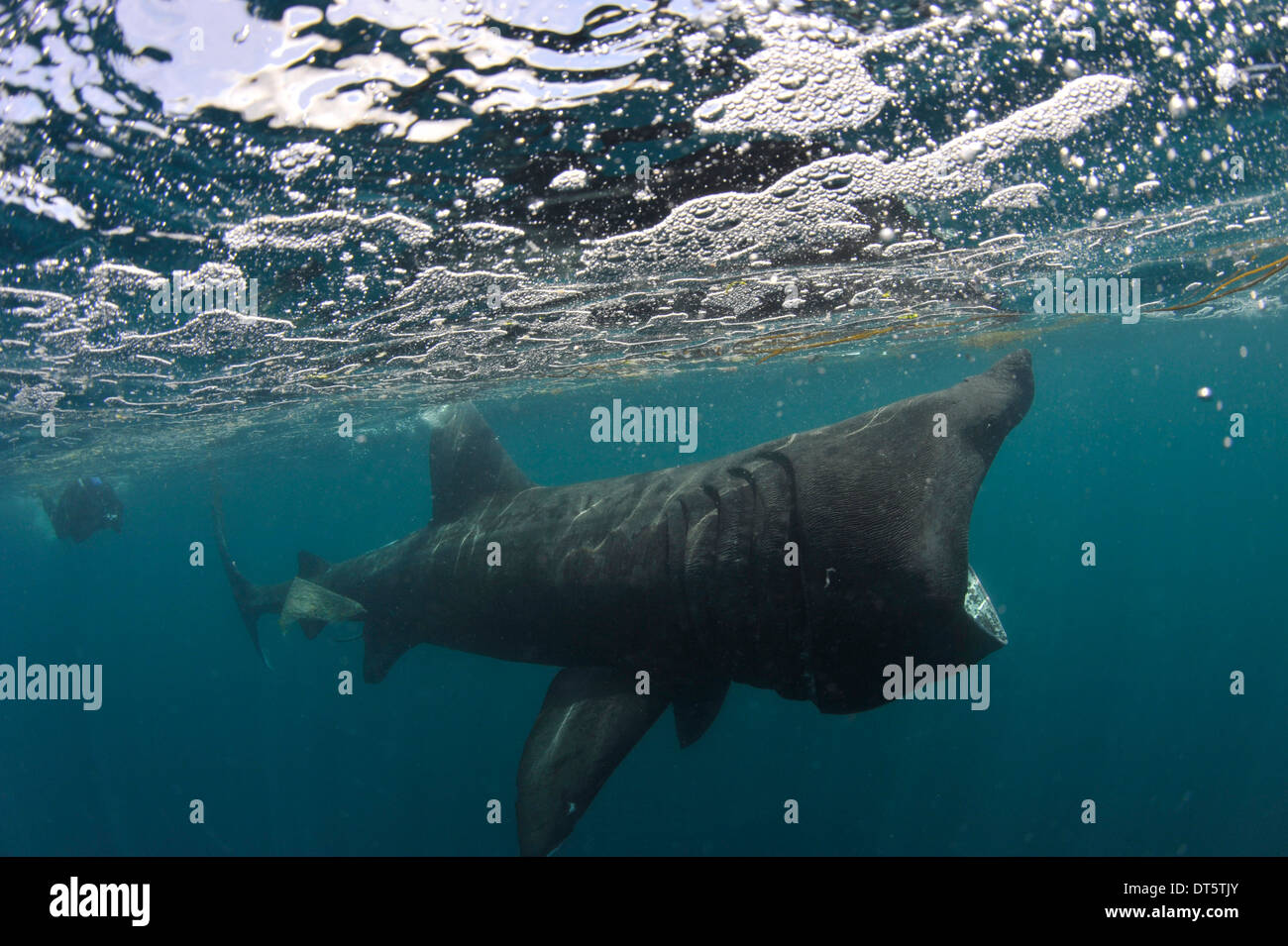 Squalo elefante cetorhinus maximus immagini e fotografie stock ad alta ...