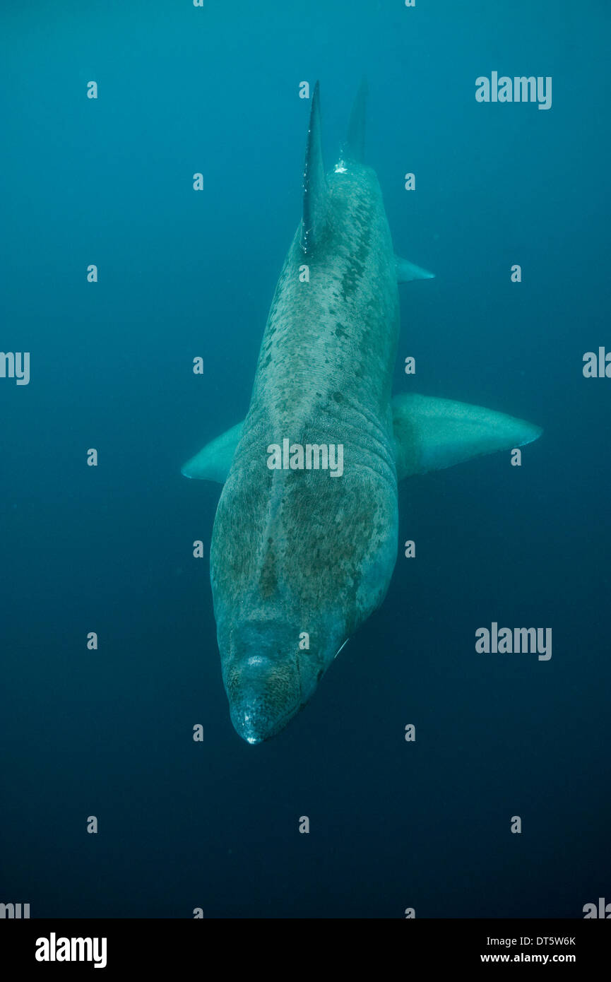 Squalo elefante cetorhinus maximus immagini e fotografie stock ad alta ...