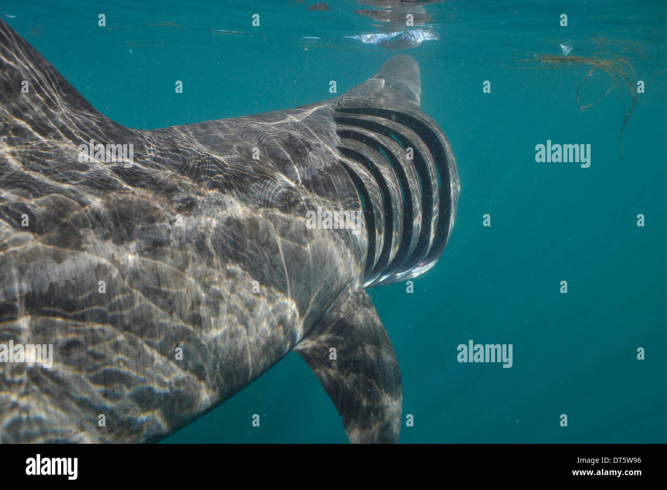 Squalo elefante cetorhinus maximus immagini e fotografie stock ad alta ...