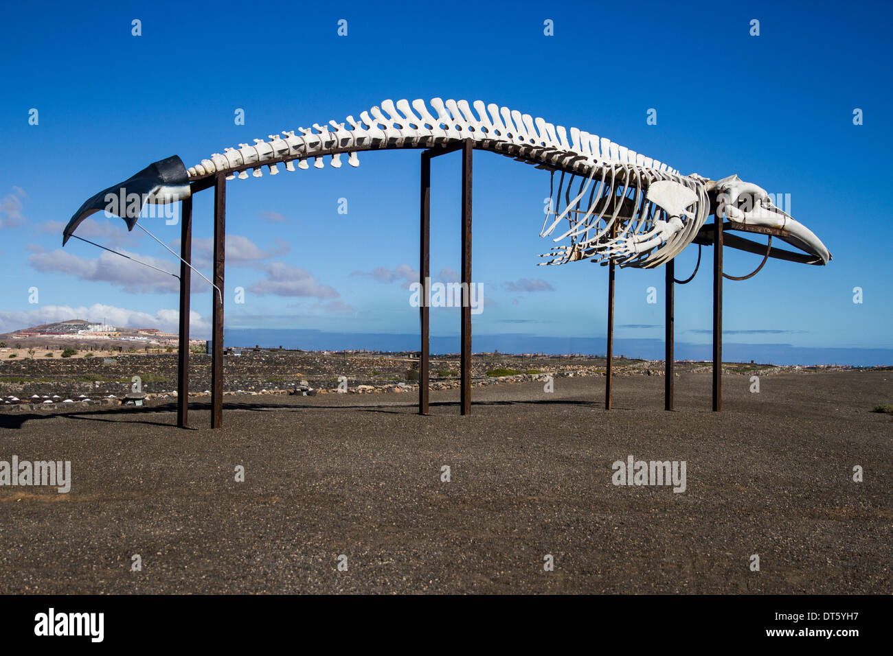 Spina dorsale della balena immagini e fotografie stock ad alta ...