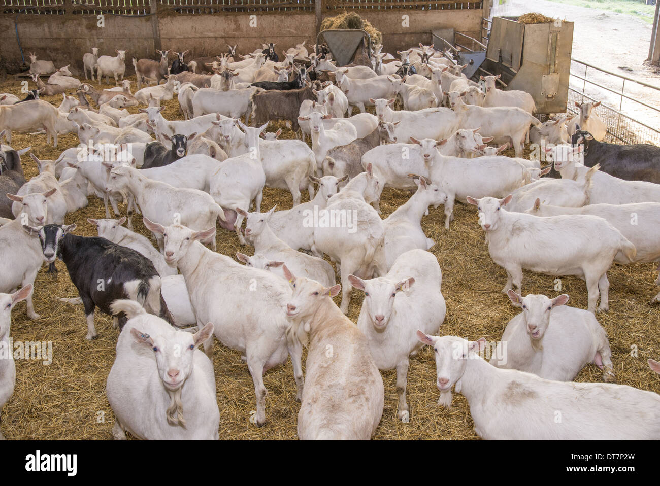 Capra domestica, Saanen, Toggenburgo e British Alpine capre ...