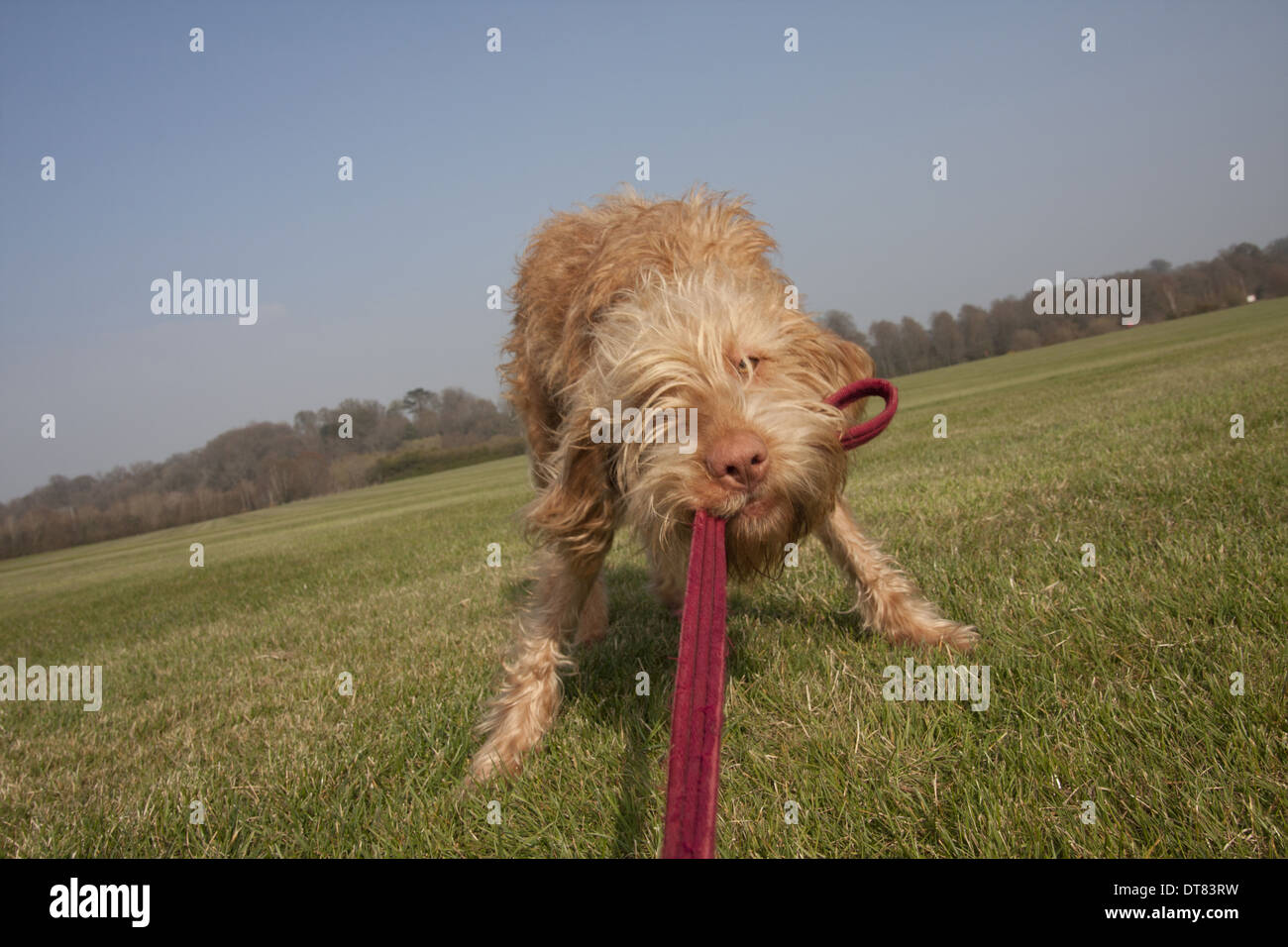 Cane domestico, Ungherese Vizsla, filo-pelose varietà, i bambini di un ...