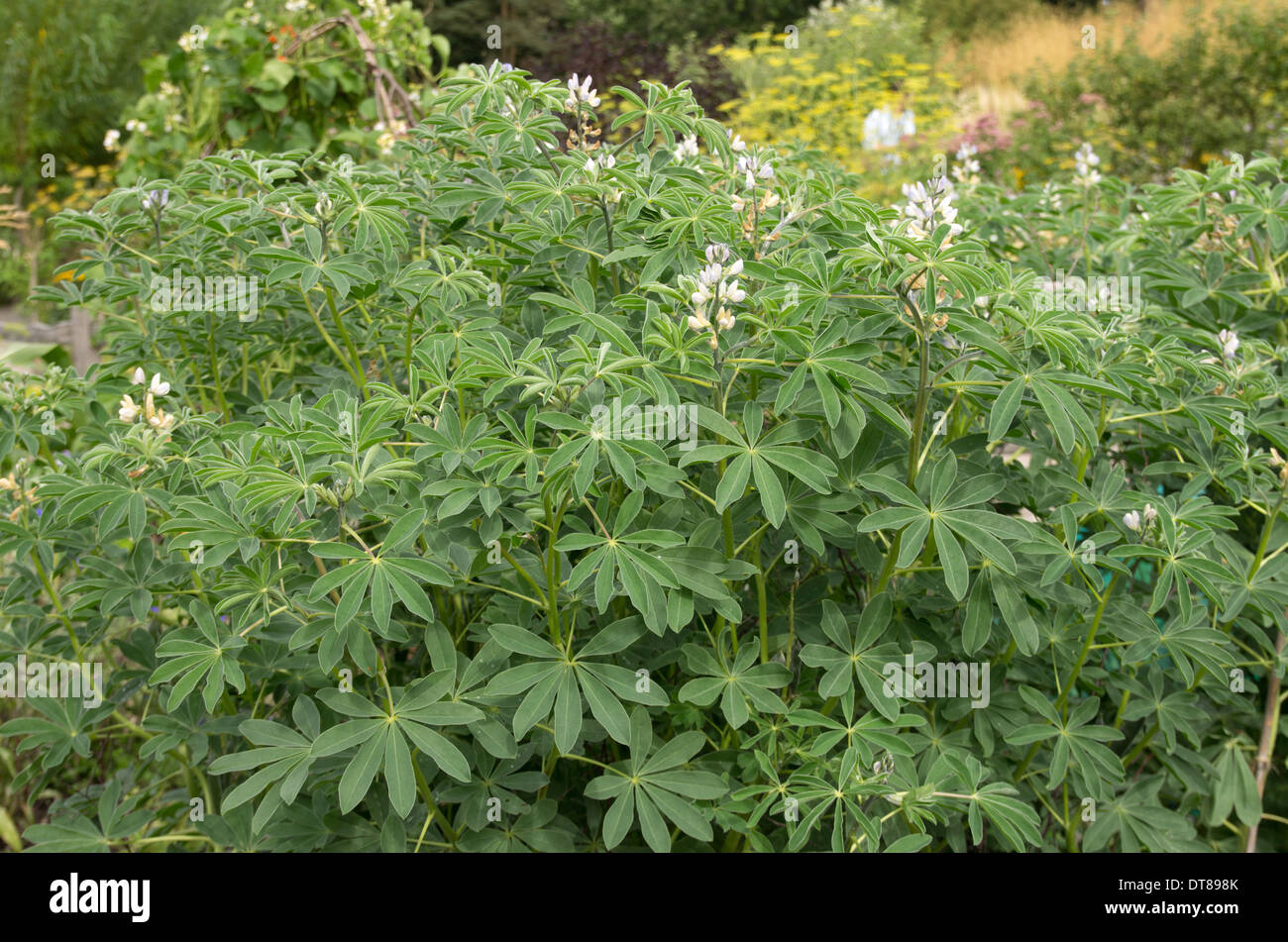 Fiori di pianta di fagiolo immagini e fotografie stock ad alta ...