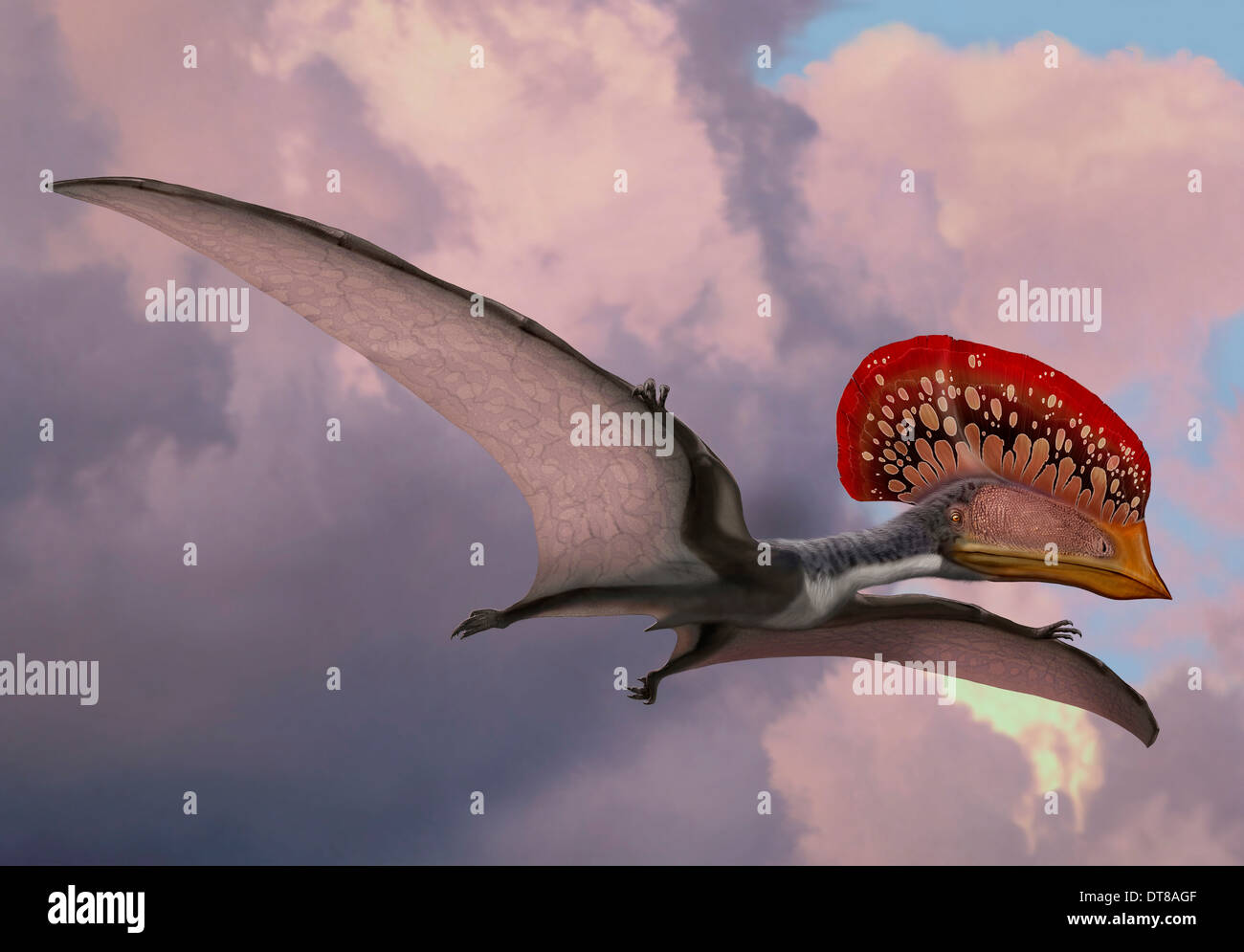 Genere pterosauro immagini e fotografie stock ad alta risoluzione - Alamy