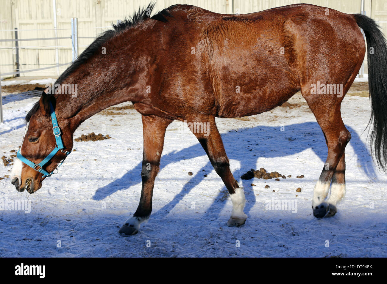 La stalla all'esterno immagini e fotografie stock ad alta risoluzione ...