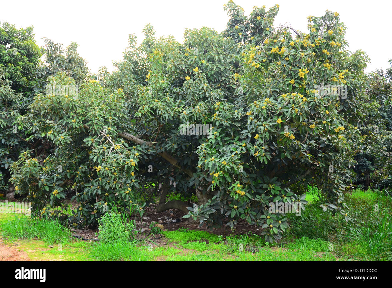 Fiori di avocado immagini e fotografie stock ad alta risoluzione - Alamy